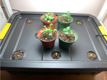 Beginning Hydroponics: Walking Through a Simple DIY Hydro Setup