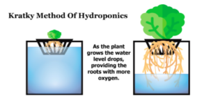Simple, Inexpensive Hydroponics: The Kratky Method