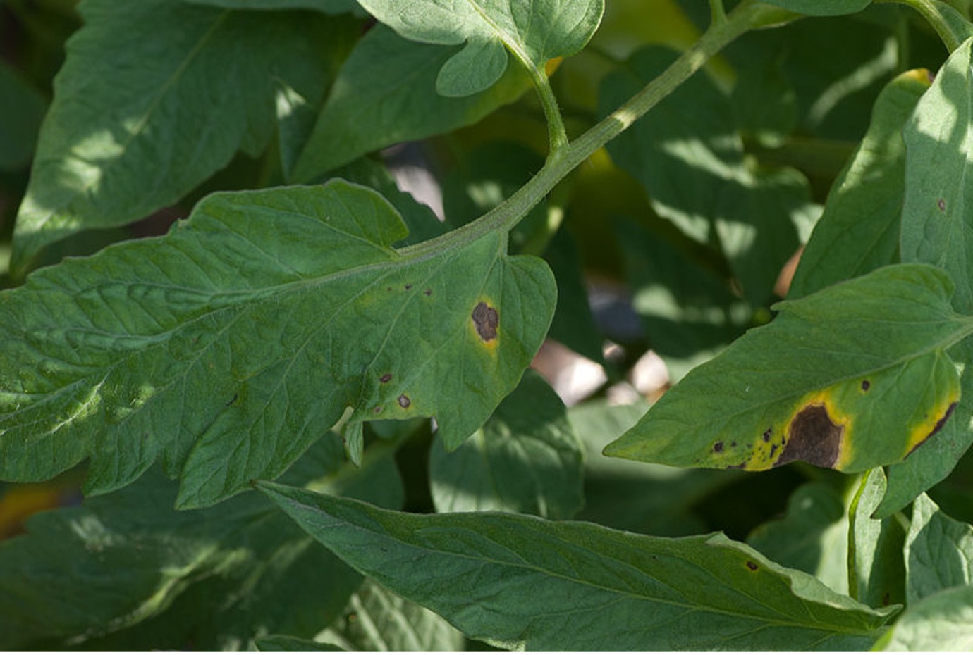 Bacteria-Based Fungicides for the Organic Garden