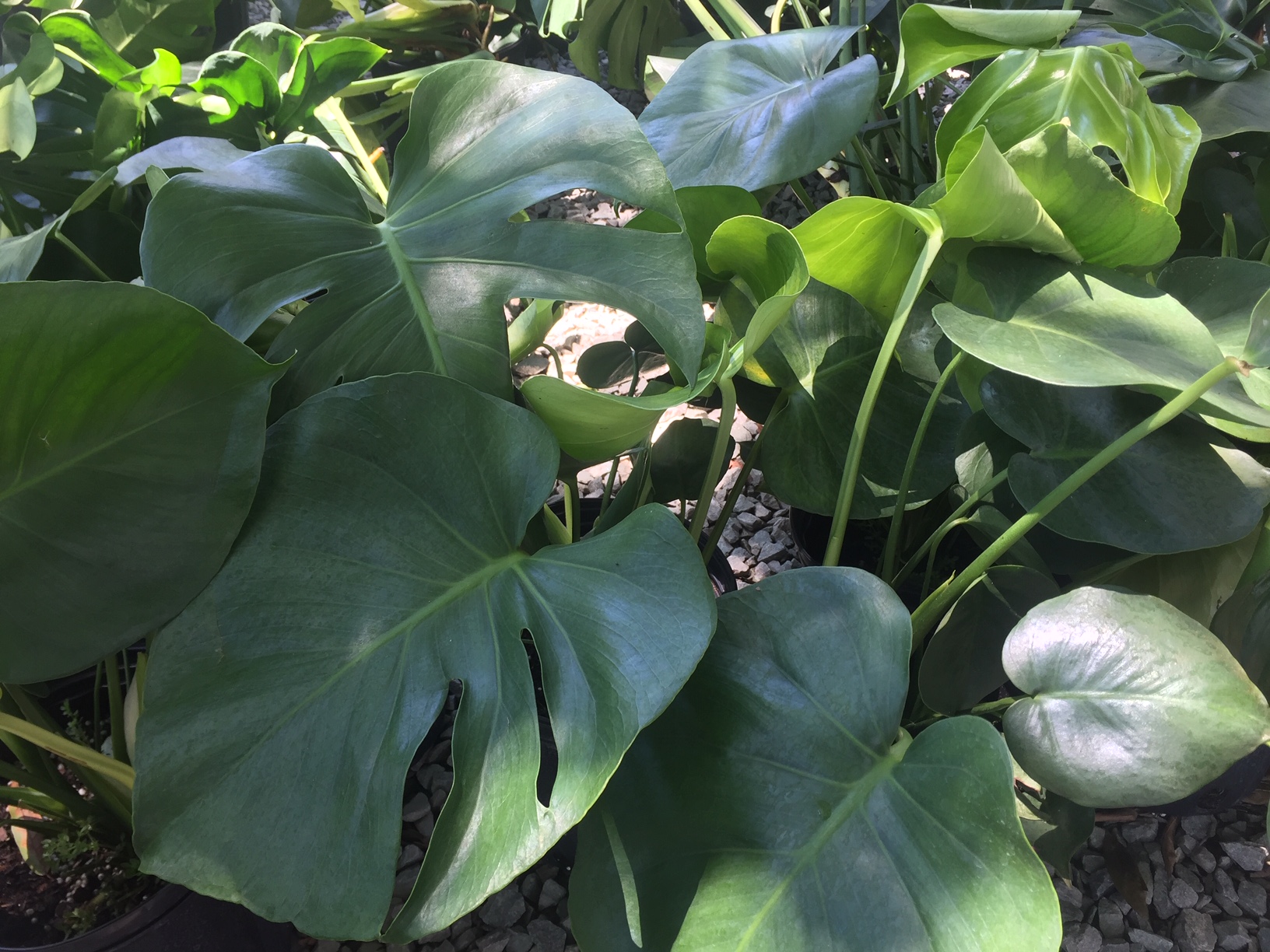 Magnificent Monstera Deliciosa