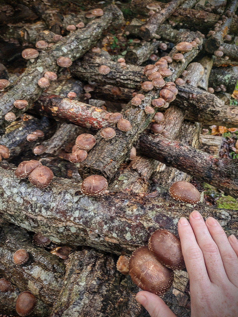 Talking Mushroom Logs, Sustainable Agriculture, Community and More with ...