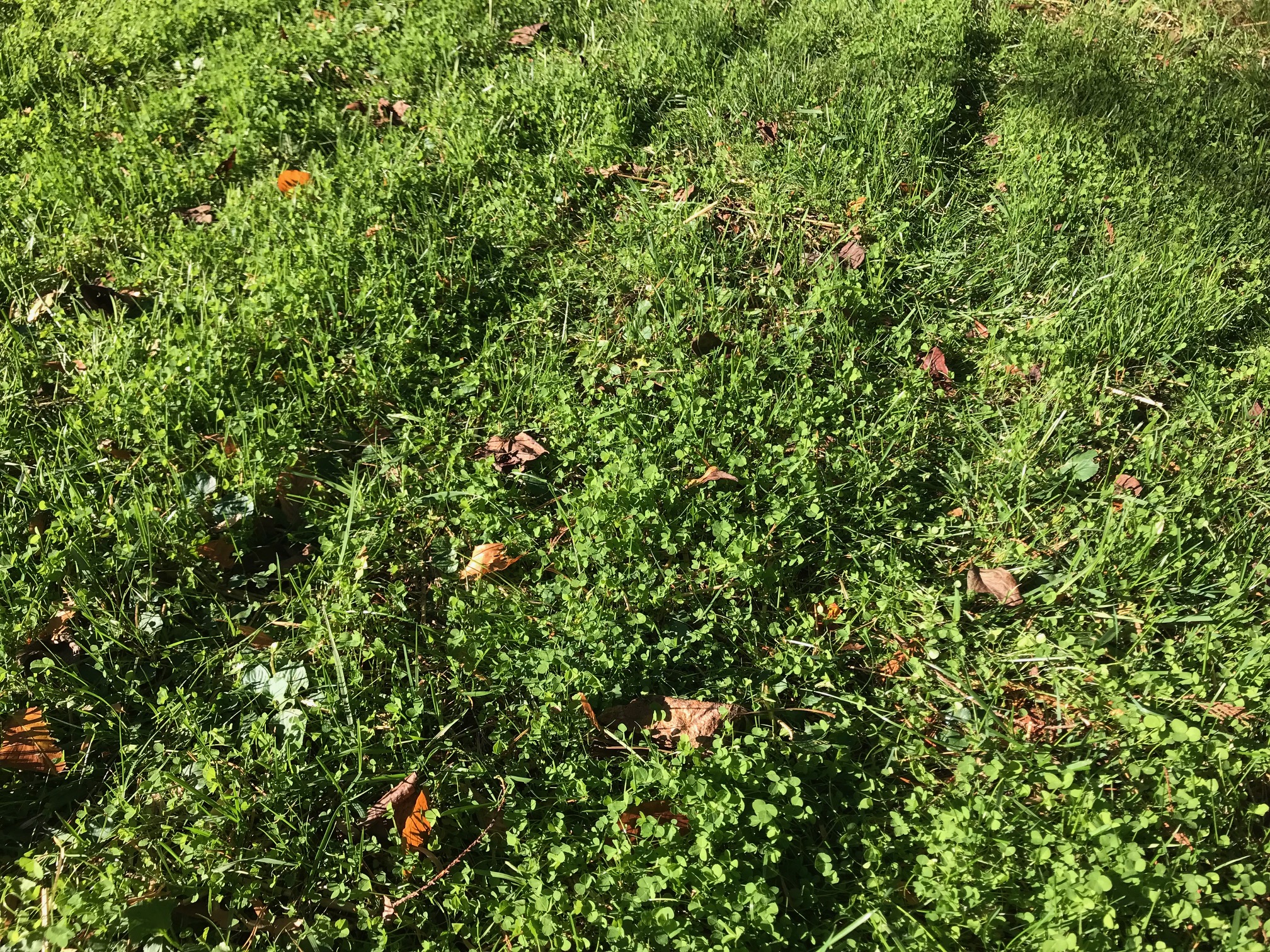 Hey Grass, Move Over! Make Room for Clover!!