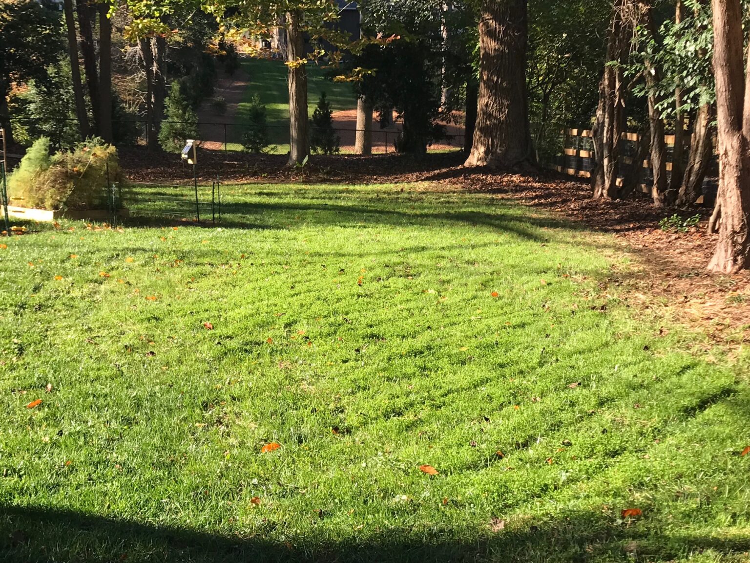 Hey Grass, Move Over! Make Room for Clover!!