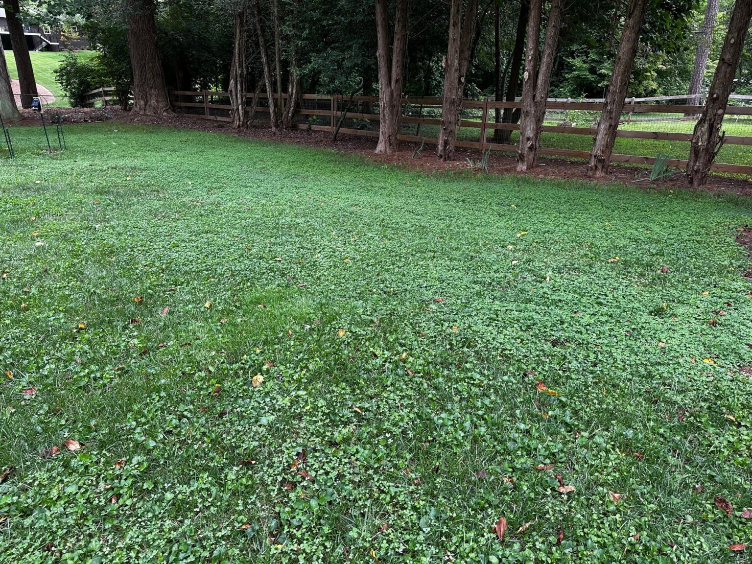 Hey Grass, Move Over! Make Room for Clover!!