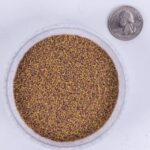 Hey Grass, Move Over! Make Room for Clover!!