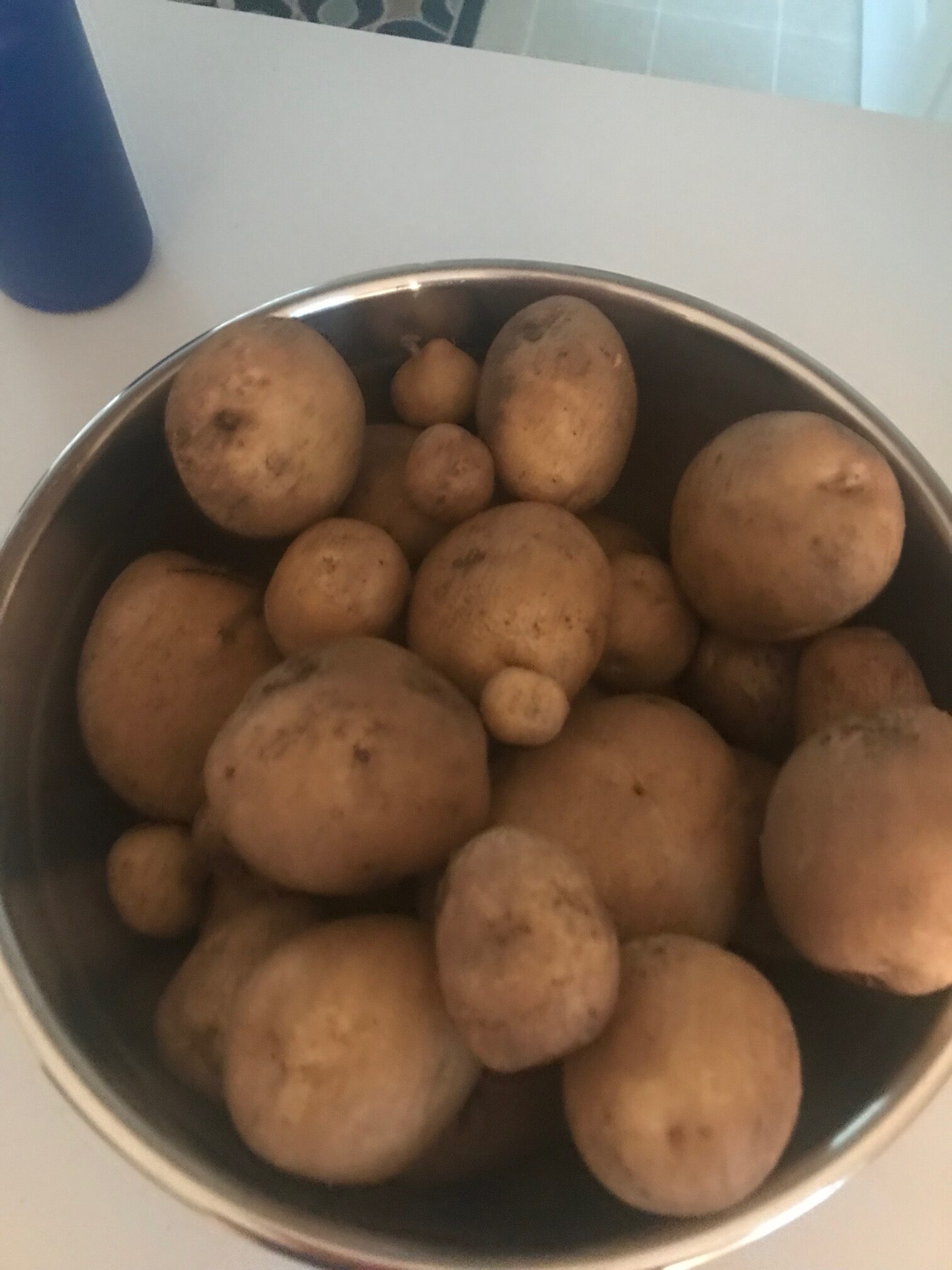 A Beginner Grows Some Spuds