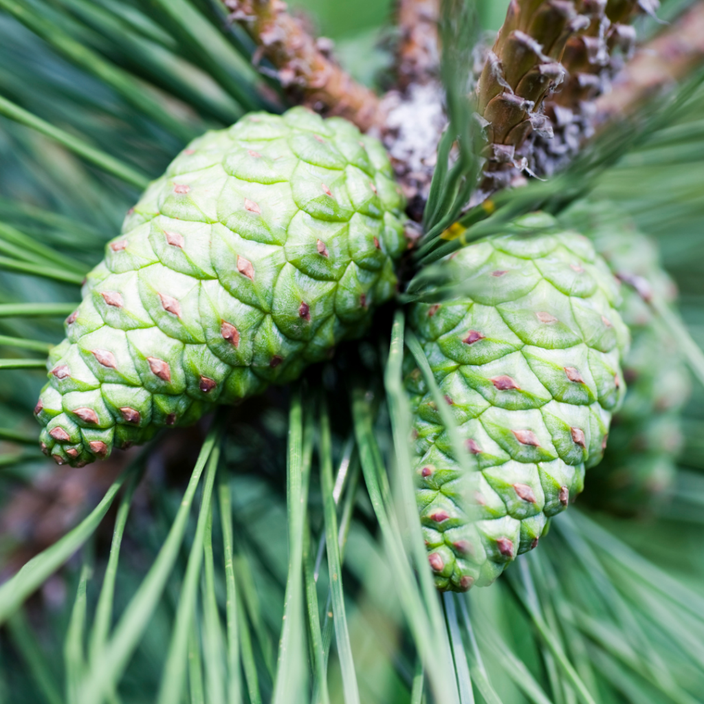 Mugolio…that’s Italian for Fermented Pine Cone Syrup!